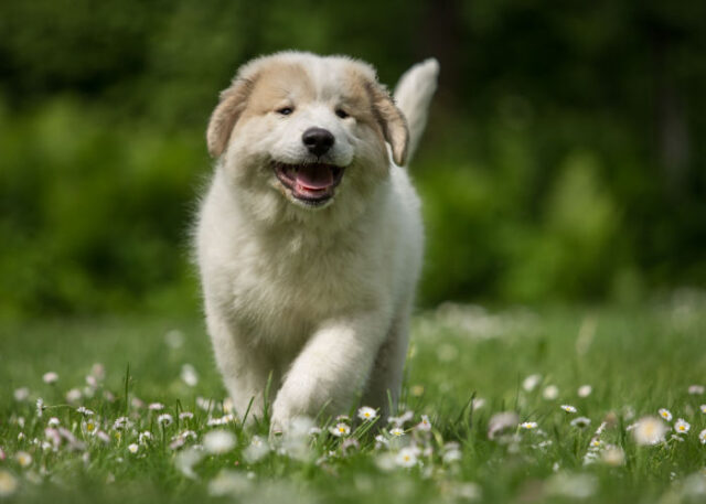 Great Pyrenees Dog Breed Profile – Top Dog Tips