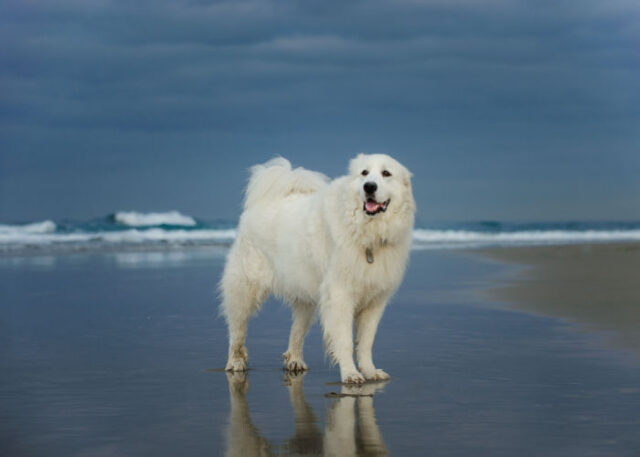 Great Pyrenees Dog Breed Profile – Top Dog Tips