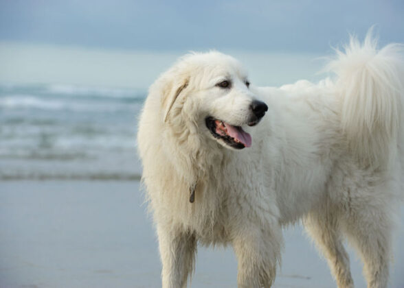 Great Pyrenees Dog Breed Profile – Top Dog Tips