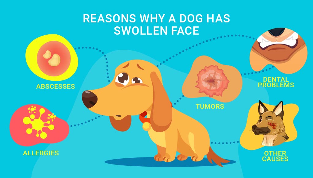Dog Face Swollen One Side Infoupdate