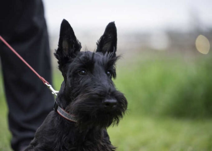 Scottish Terrier Dog Breed Profile – Top Dog Tips