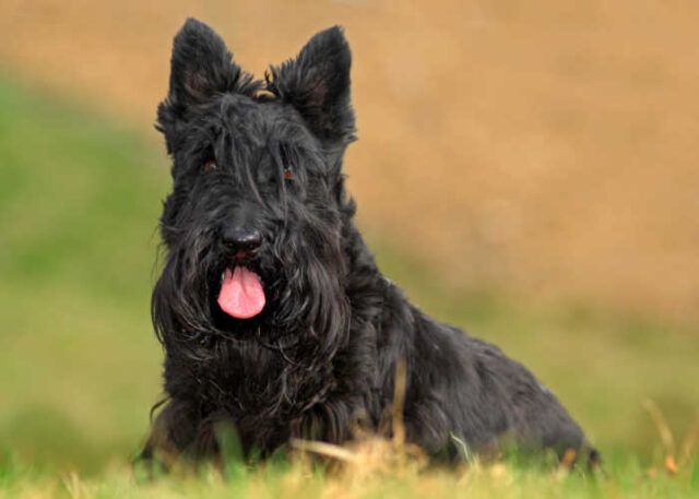 Scottish Terrier Dog Breed Profile – Top Dog Tips