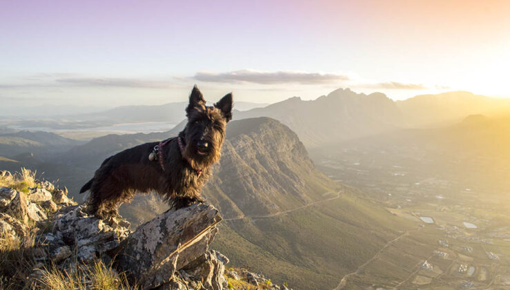 Scottish Terrier Dog Breed Profile – Top Dog Tips