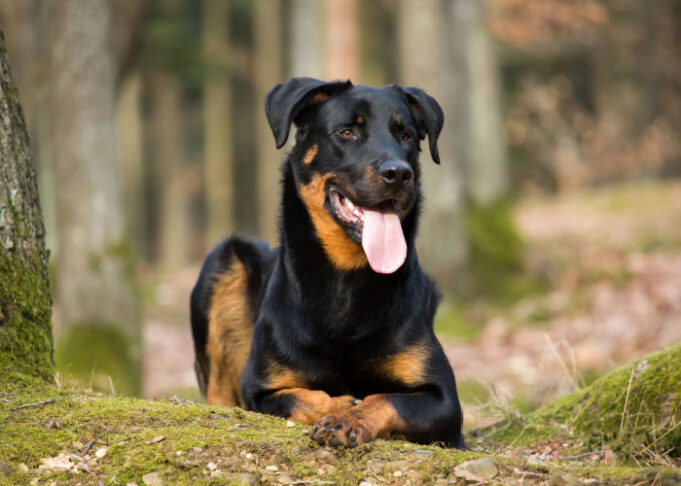 Beauceron Dog Breed Profile – Top Dog Tips