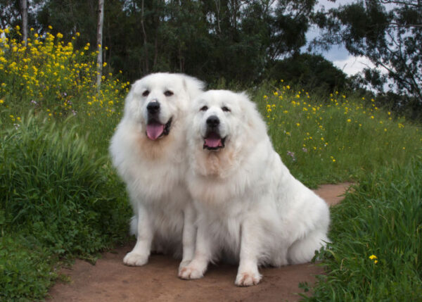 Great Pyrenees Dog Breed Profile – Top Dog Tips