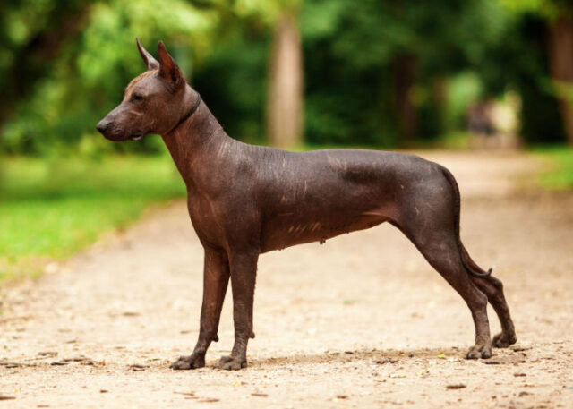 25 Most Affordable Low-Cost Dog Breeds That Anyone Can Adopt