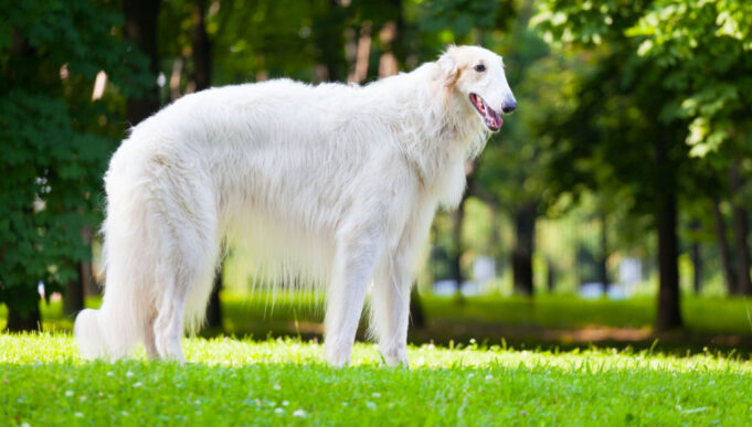 Borzoi Dog Breed Profile – Top Dog Tips