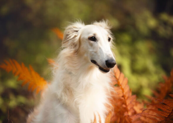 Borzoi Dog Breed Profile – Top Dog Tips