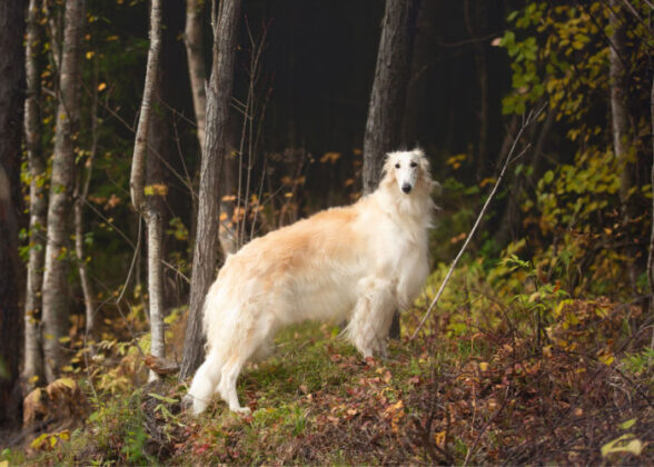 Borzoi Dog Breed Profile – Top Dog Tips