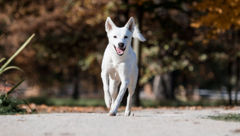 Canaan Dog Breed Profile – Top Dog Tips