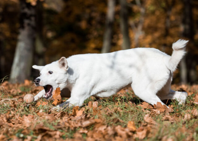 Canaan Dog Breed Profile – Top Dog Tips