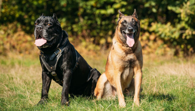Top 6 Common Health Problems for Large Breed Dogs – Top Dog Tips