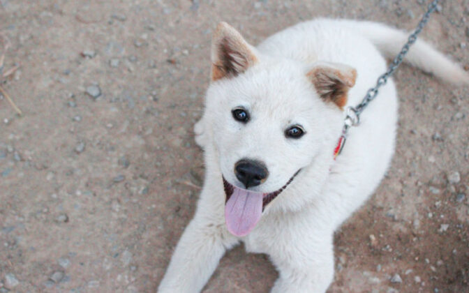 150+ Amazing Dog Names Starting With F