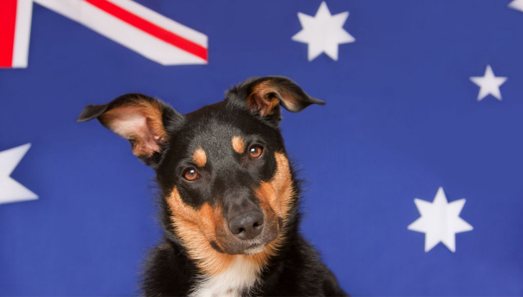 7 Dog Breed Groups in Australia – Top Dog Tips