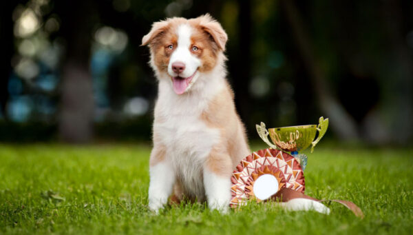 The Ultimate Dog Show Guide – Top Dog Tips