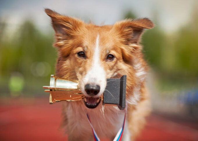 The Ultimate Dog Show Guide – Top Dog Tips