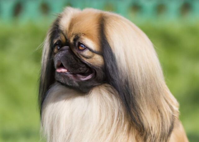 Pekingese Dog Breed Profile – Top Dog Tips