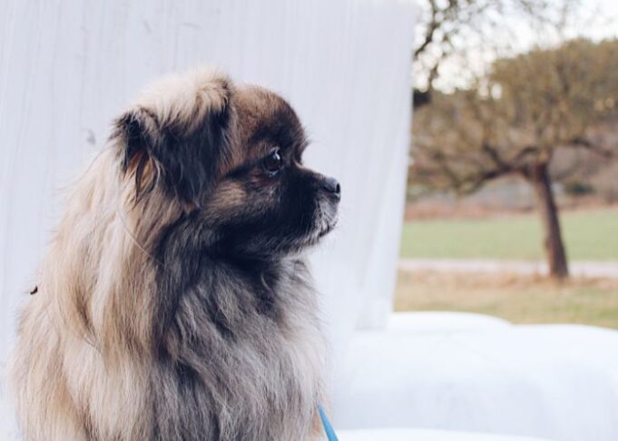Pekingese Dog Breed Profile – Top Dog Tips