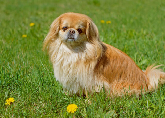 Pekingese Dog Breed Profile – Top Dog Tips