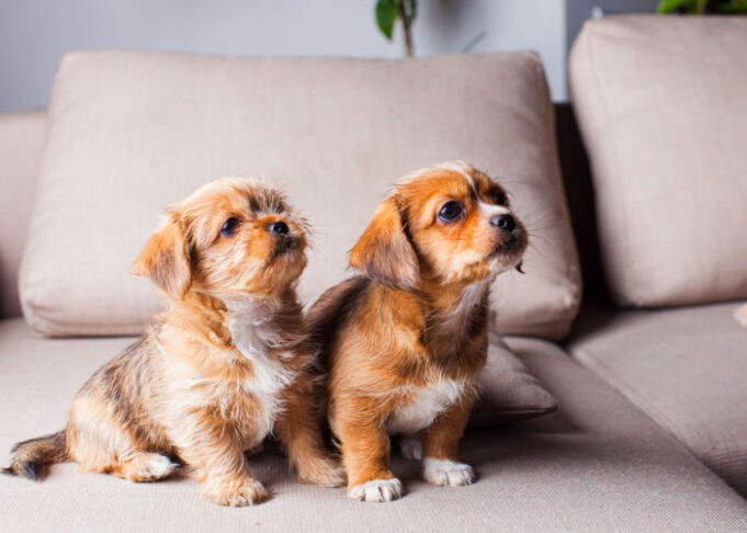 Pekingese Dog Breed Profile – Top Dog Tips