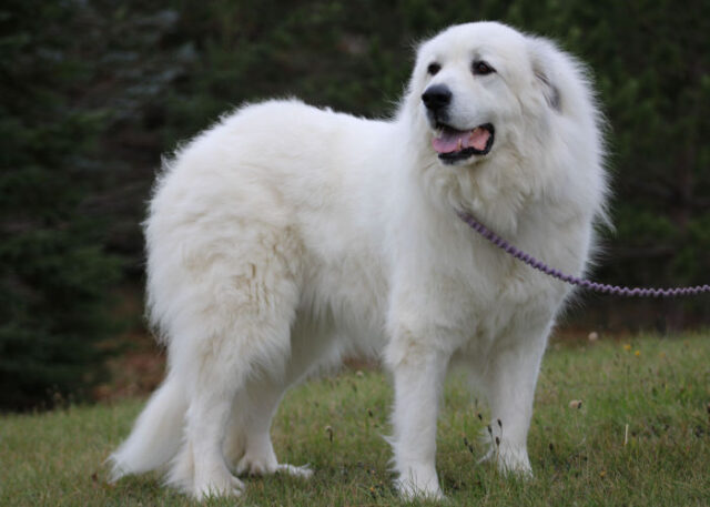 Great Pyrenees Dog Breed Profile – Top Dog Tips
