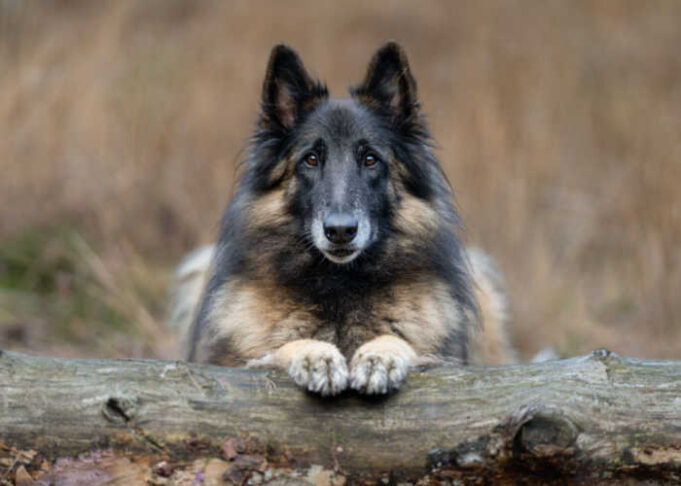 Belgian Tervuren Dog Breed Profile – Top Dog Tips