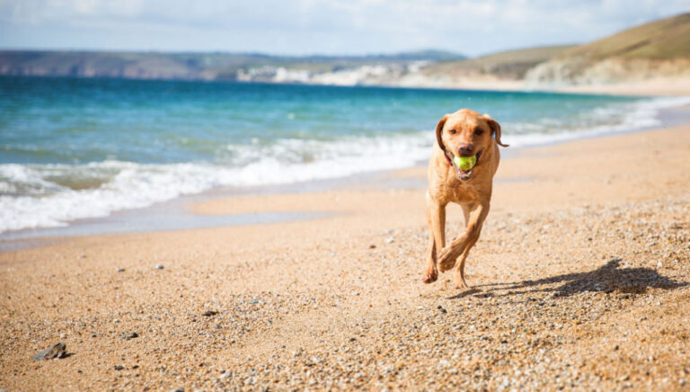 10 Best Dog-Friendly Beaches in America – Top Dog Tips