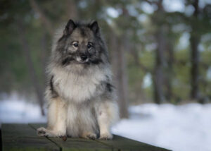 Keeshond Dog Breed Profile – Top Dog Tips