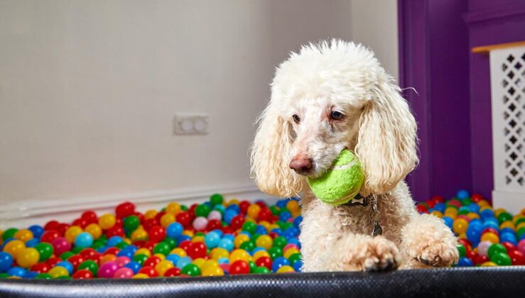 Do You Tip In Dog Daycare?—Do’s And Don’t When Tipping in Dog Daycare