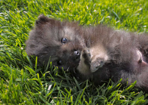 Keeshond Dog Breed Profile – Top Dog Tips