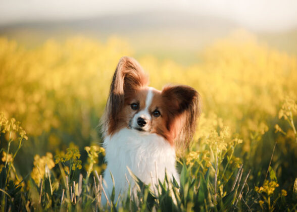 280+ Dog Names Starting With Z – Top Dog Tips