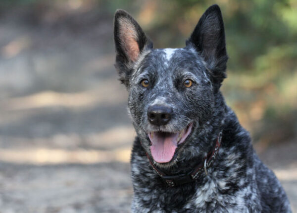 Australian Cattle Dog Breed Profile – Top Dog Tips