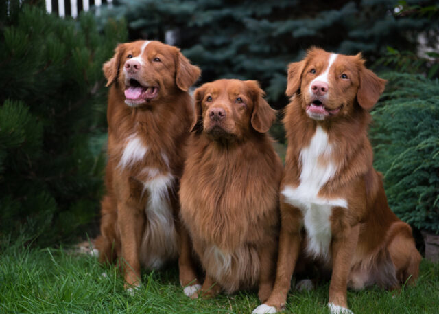 What are Dog Personality Traits and Types? – Top Dog Tips