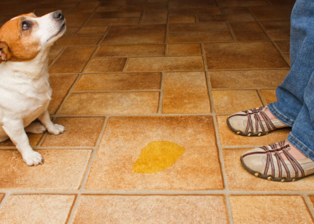 Dying Dog Signs: 21 Vital Things To Look Out For