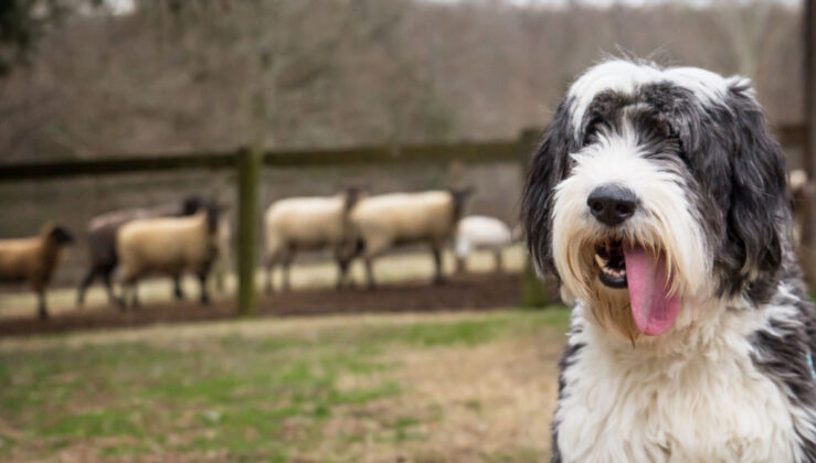 Old English Sheepdog Dog Breed Profile – Top Dog Tips