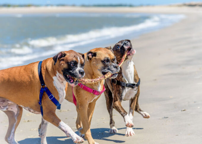 What are Dog Personality Traits and Types? – Top Dog Tips