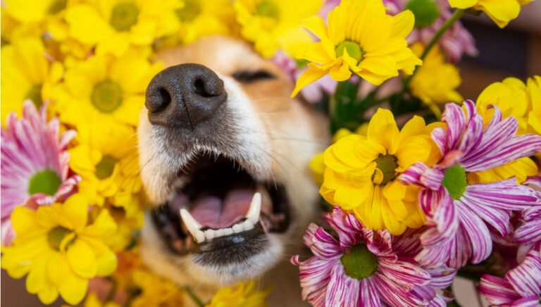 Spring Allergy in Dogs: Signs, Treatment & Prevention