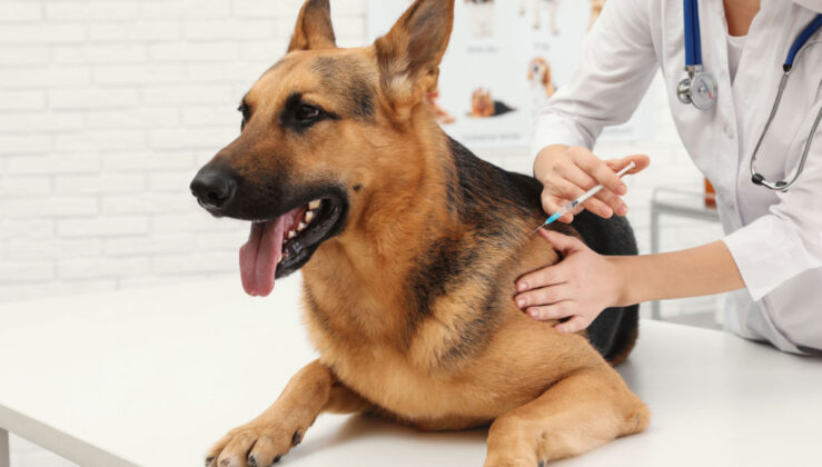 Vaccinating Your Dog: Everything You Need To Know