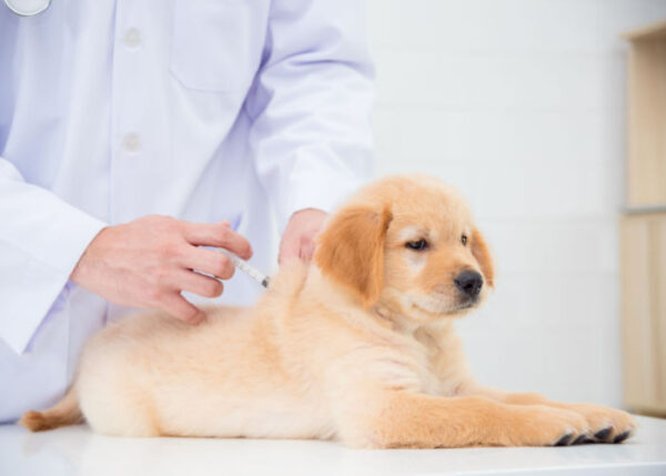 Vaccinating Your Dog: Everything You Need To Know