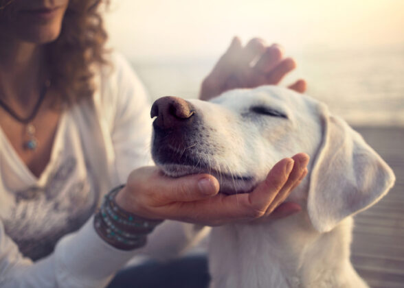 What are Dog Personality Traits and Types? – Top Dog Tips