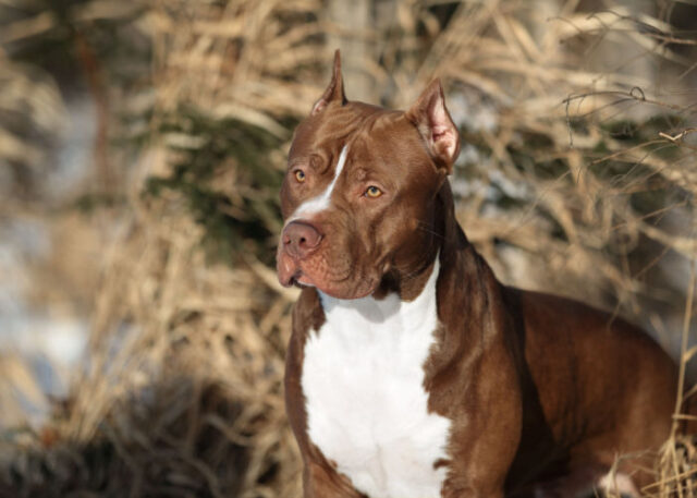 American Pit Bull Terrier Dog Breed Profile – Top Dog Tips