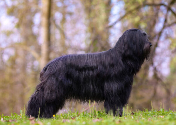 Briard Dog Breed Profile – Top Dog Tips