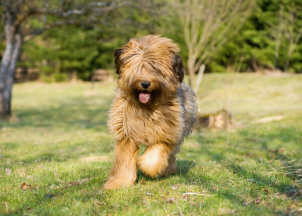 Briard Dog Breed Profile – Top Dog Tips