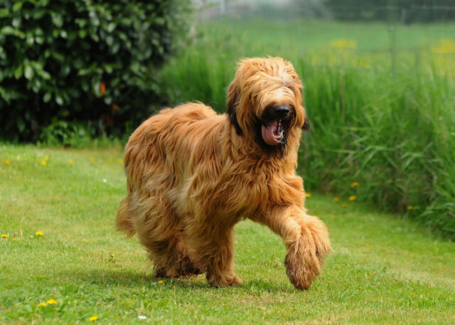 100+ Brown Dog Names for Your Chocolate Dogs! – Top Dog Tips