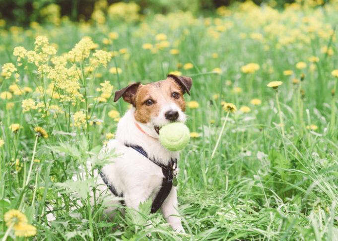 10 Dogs Who Couldn't Wait For Springtime – Top Dog Tips