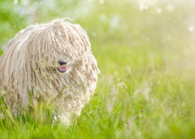 Puli Dog Breed Profile – Top Dog Tips