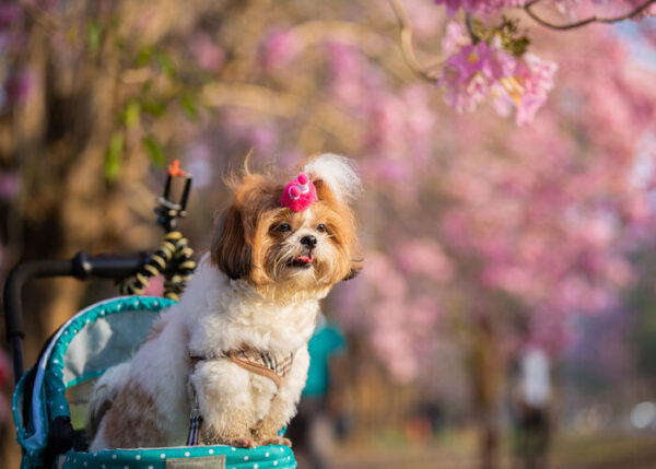 How To Care for Your Dog During Spring – Top Dog Tips