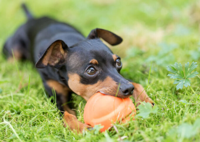Miniature Pinscher Dog Breed Profile – Top Dog Tips