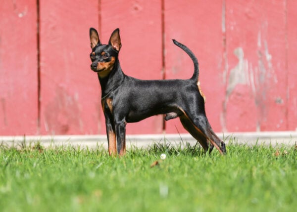 Miniature Pinscher Dog Breed Profile – Top Dog Tips