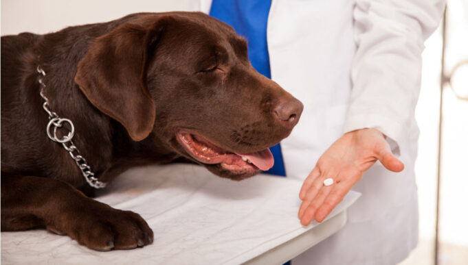 Omeprazole for Dogs – Top Dog Tips